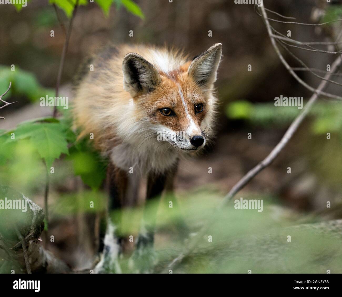 Red fox head shot with blur background and foreground in its ...
