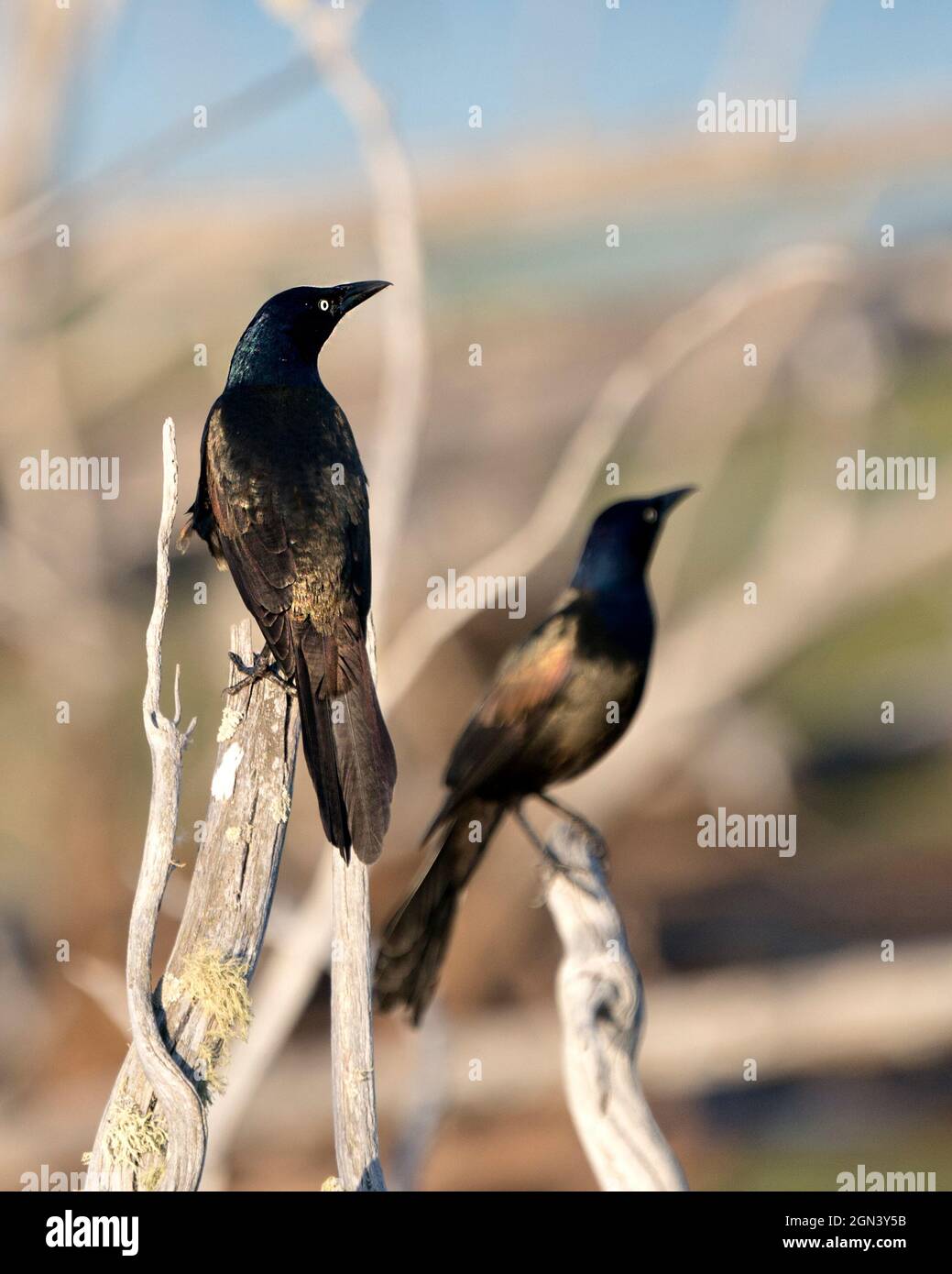 Grackle couple perched with blur background in their environment and ...