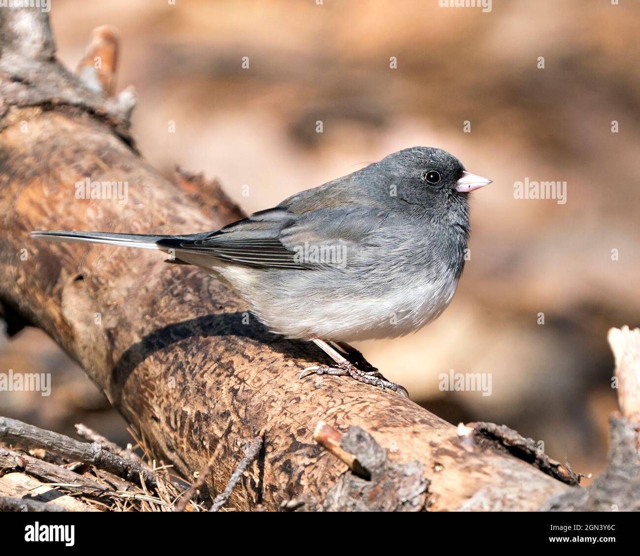 Junco bird perched on a branch displaying grey feather plumage, head ...