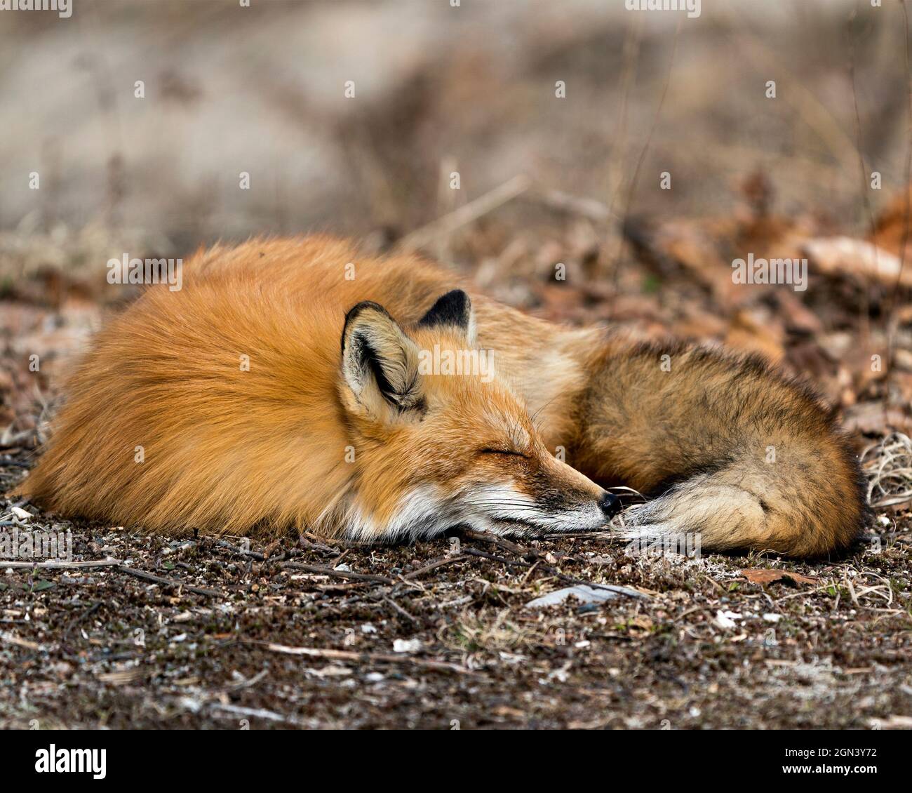 Red fox close-up napping on brown spring foliage, in its environment ...
