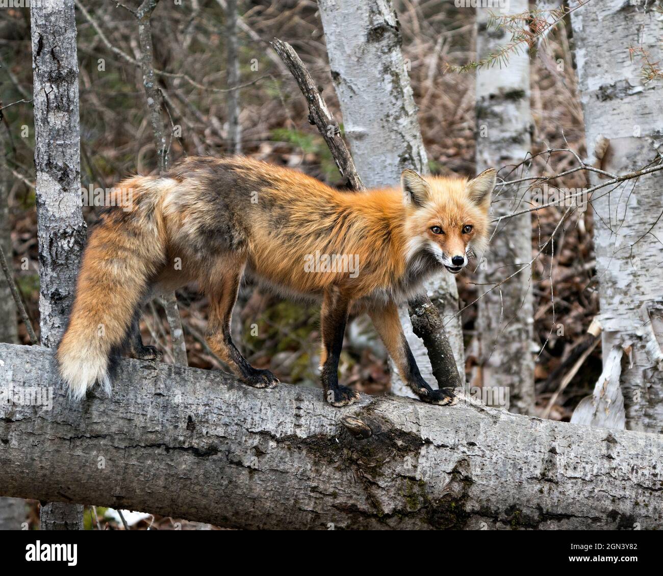 Red Fox standing on log with blur forest background and looking at ...