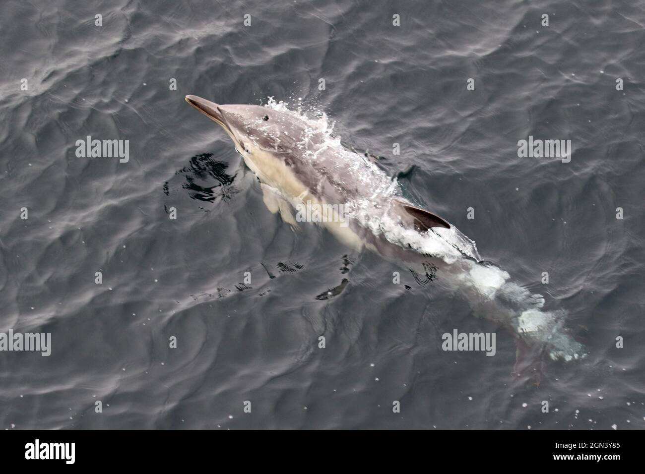 Sequence 3 - Common Dolphin leaping in UK waters Stock Photo - Alamy