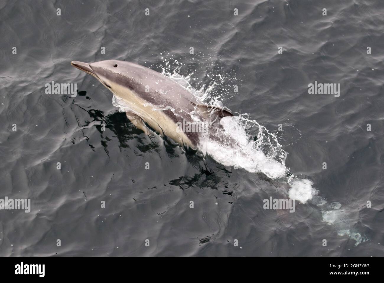 Sequence 3 - Common Dolphin leaping in UK waters Stock Photo - Alamy