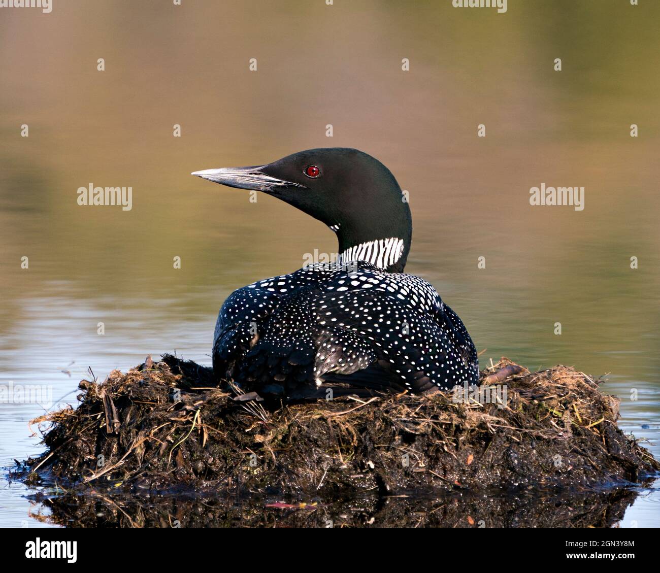 Common Loon nesting on its nest with marsh grasses, mud and water in ...