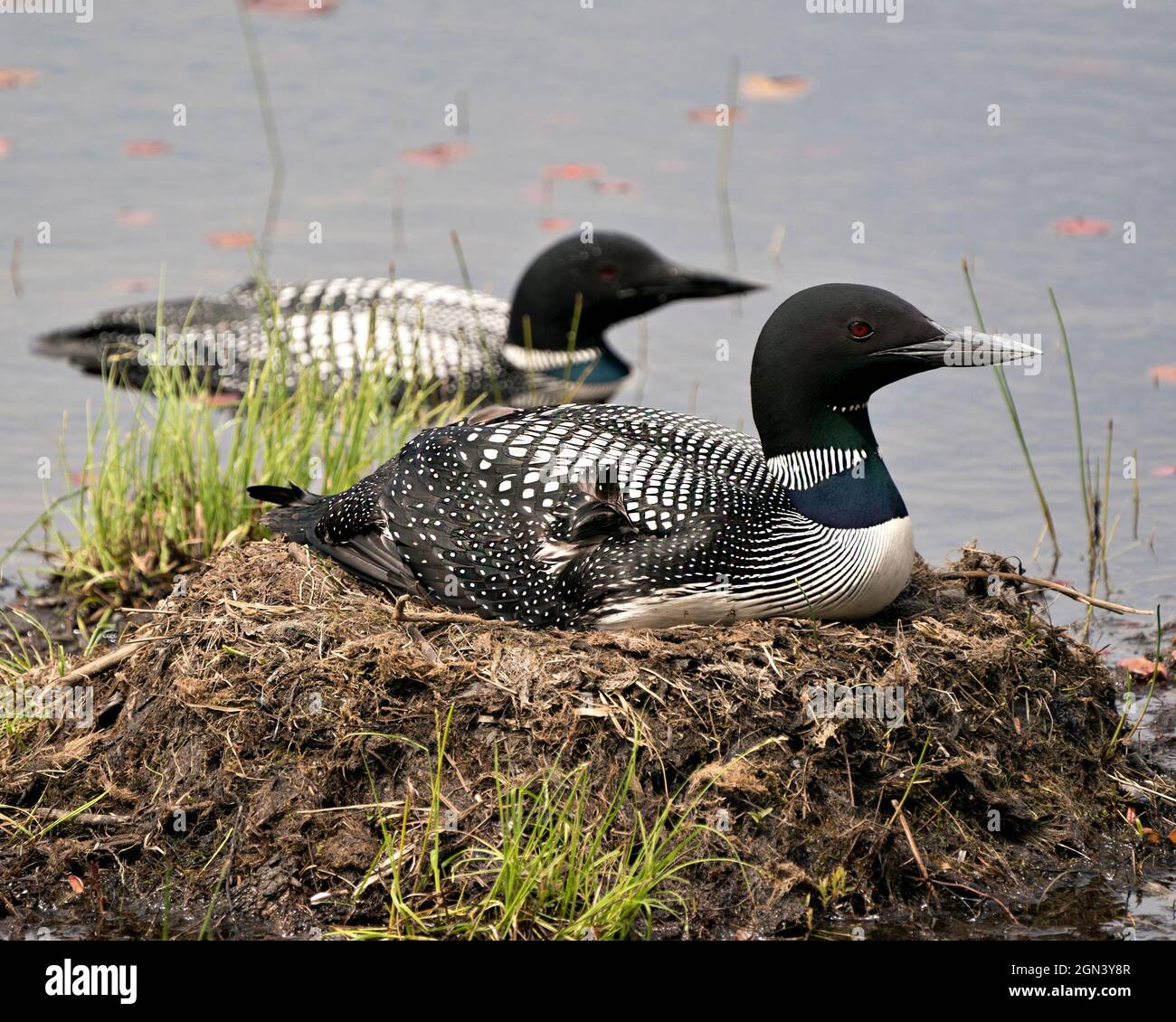 Loon couple nesting and guarding the nest by the lake shore in their environment and habitat ...