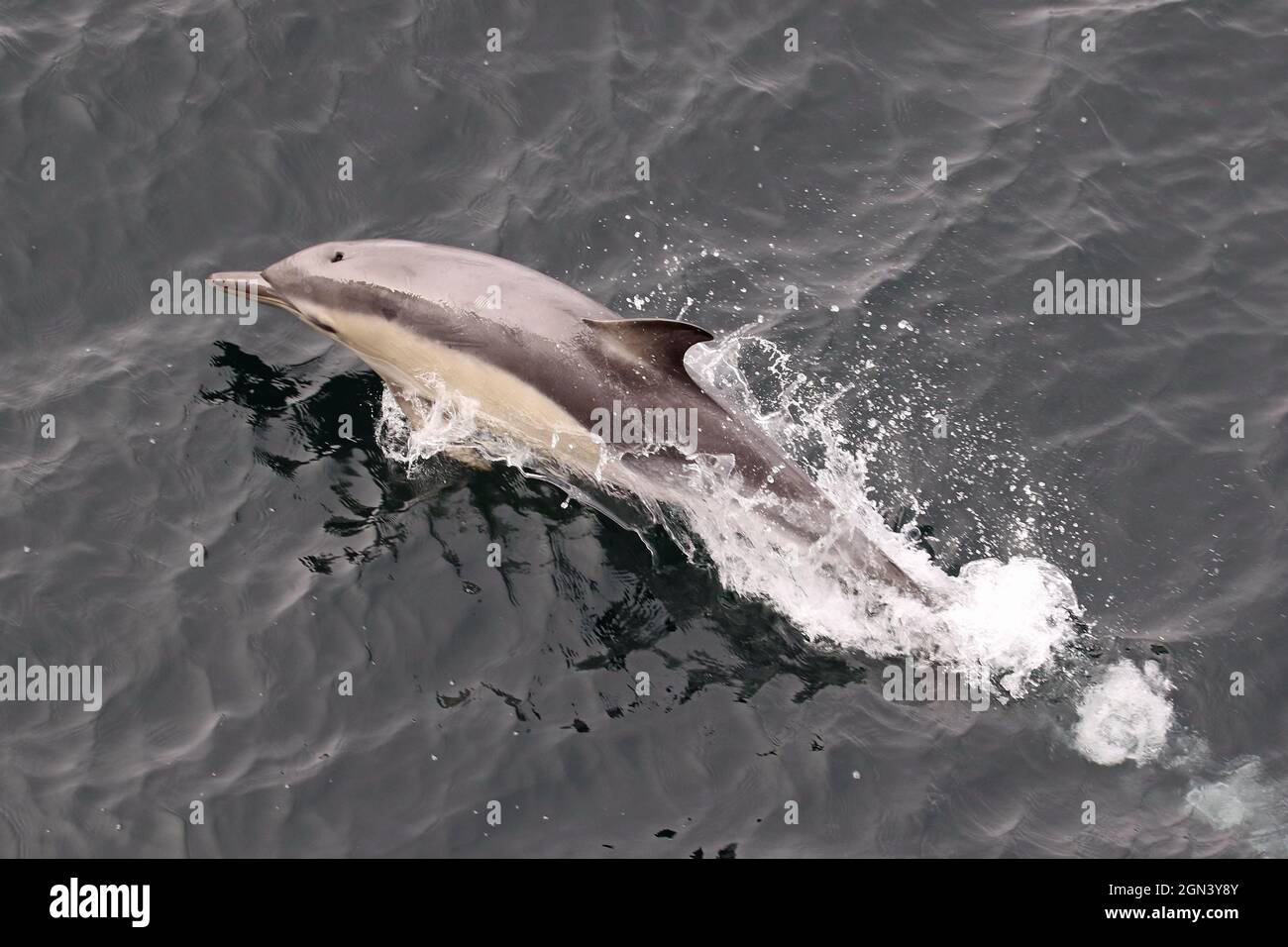 3 common dolphins hi-res stock photography and images - Alamy