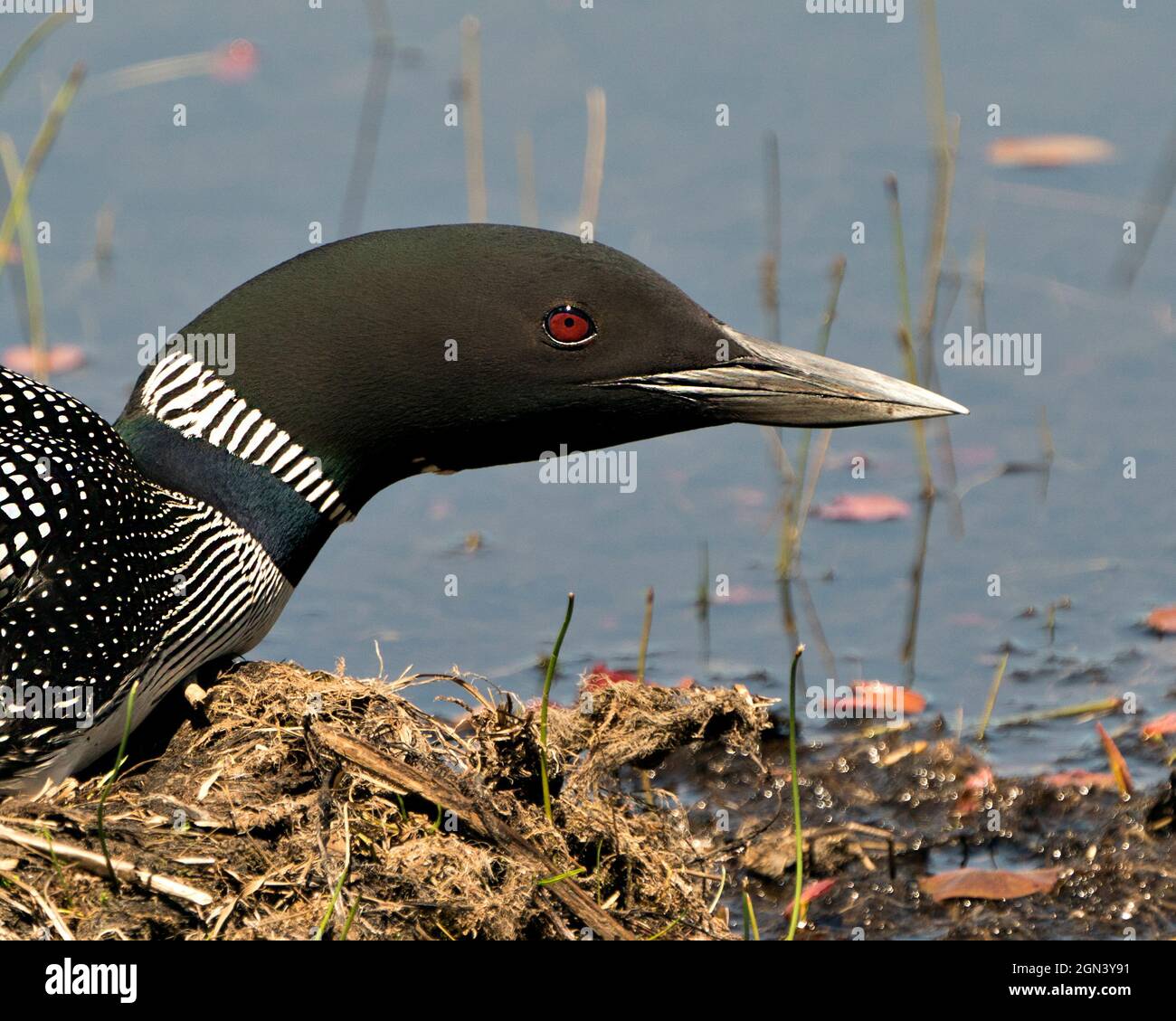 Common Loon close-up head shot view with blur water background in its ...