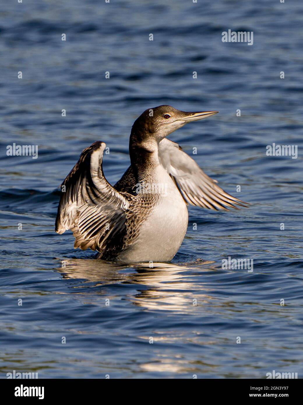 Common Loon juvenile loon with spread wings in its growing phase ...