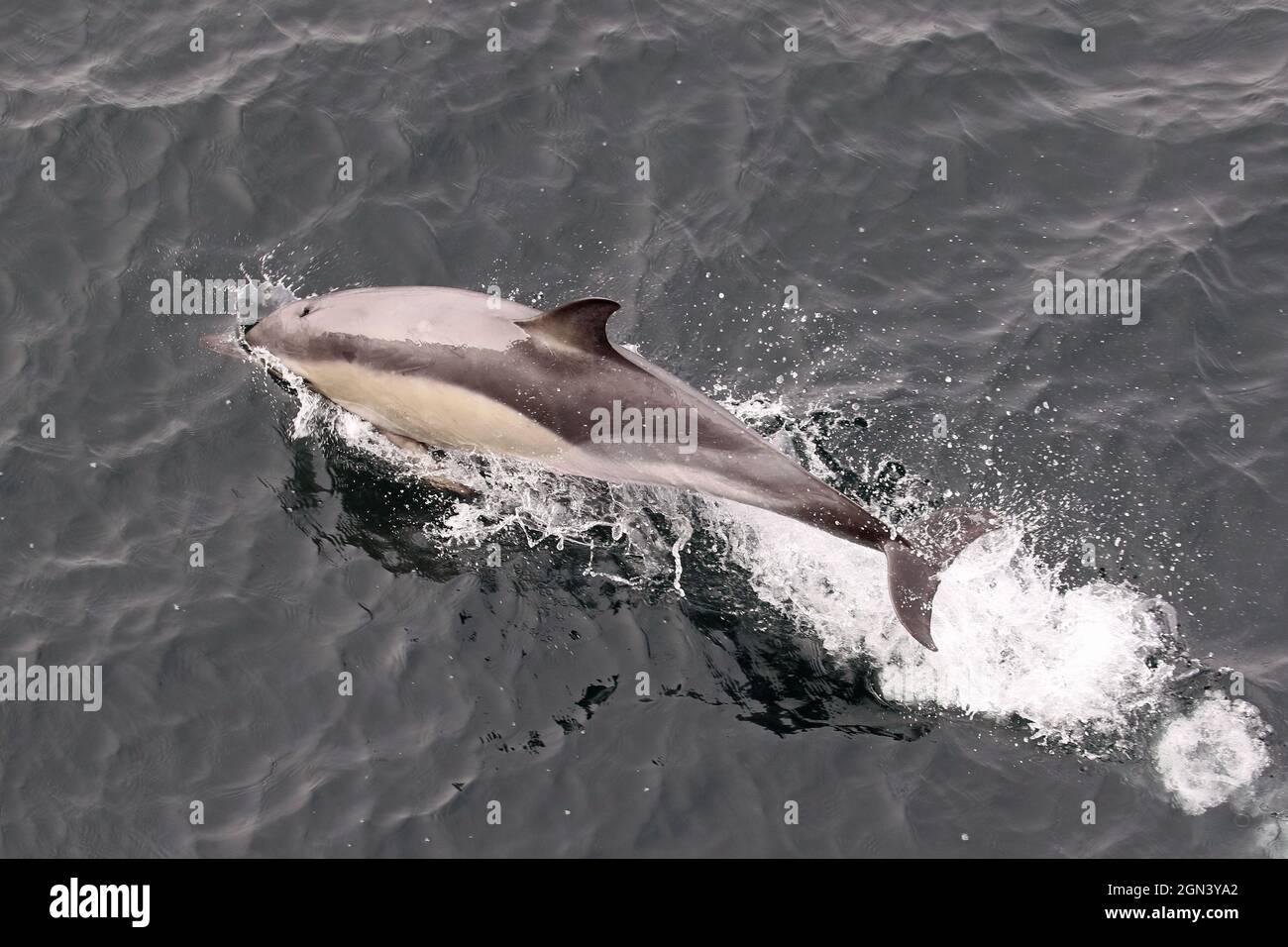Sequence 3 - Common Dolphin leaping in UK waters Stock Photo - Alamy