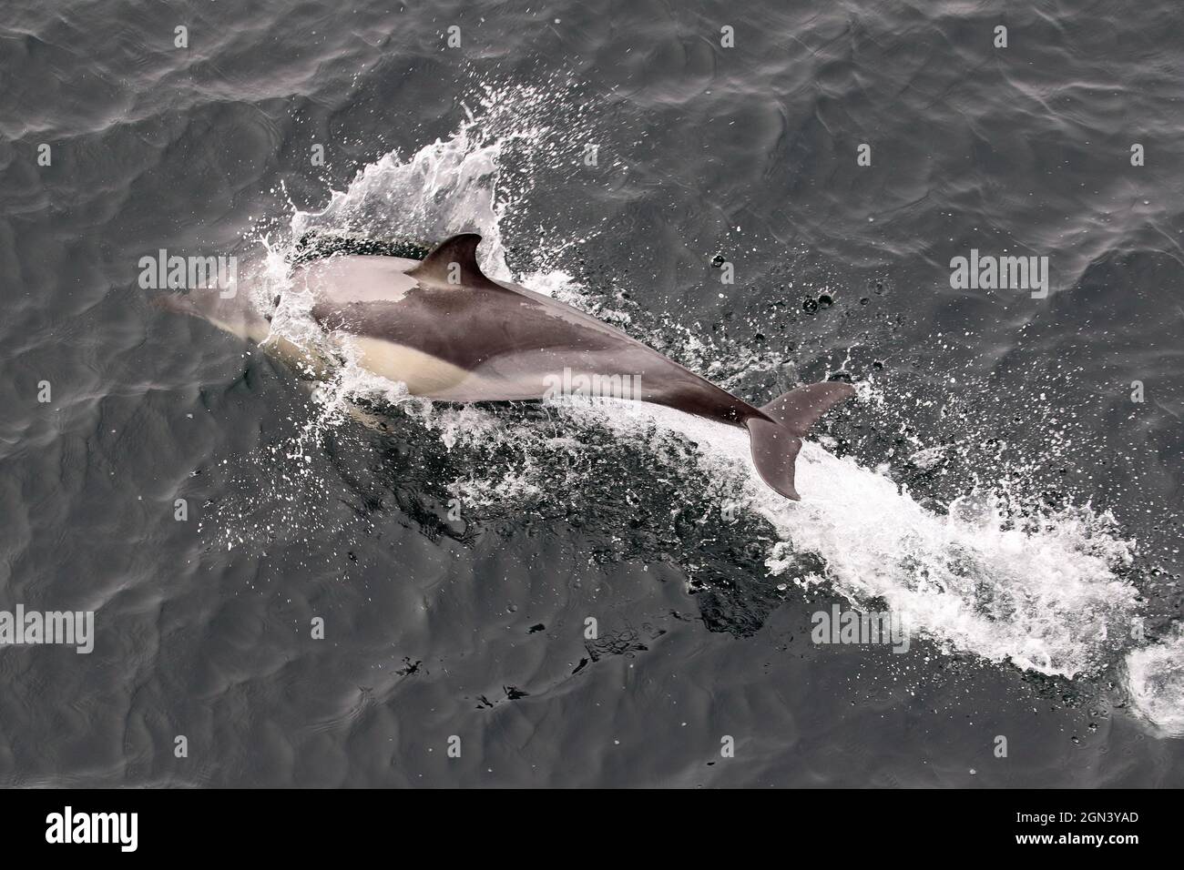 Sequence 3 - Common Dolphin leaping in UK waters Stock Photo - Alamy