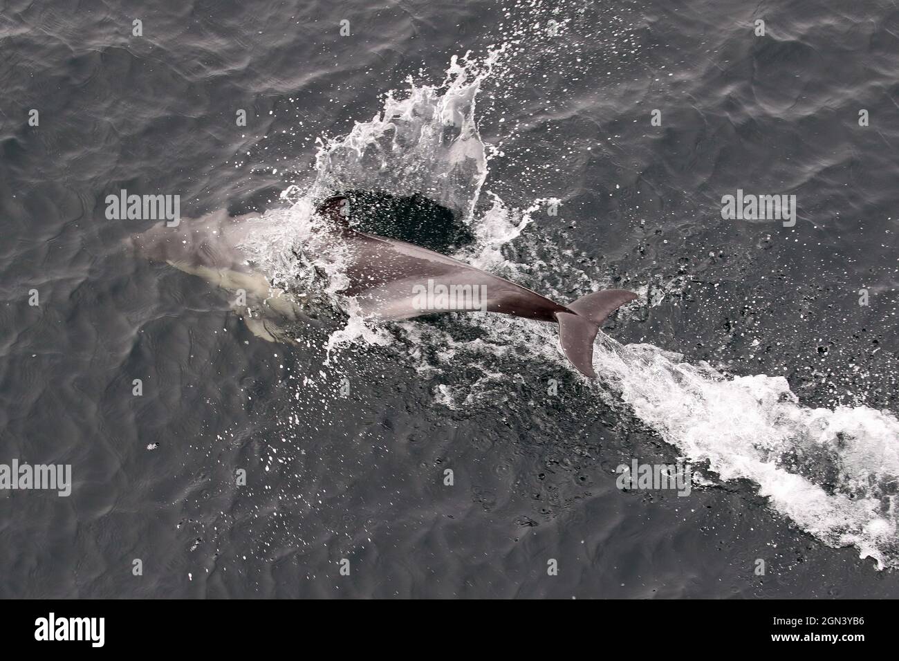 Sequence 3 - Common Dolphin leaping in UK waters Stock Photo - Alamy