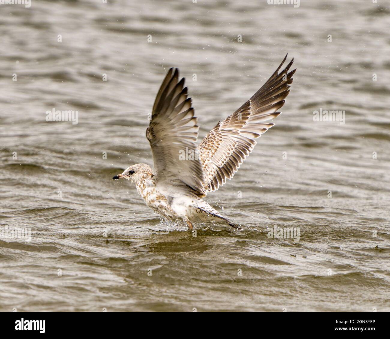Seagull taking off in the water with spread wings and splashing water ...