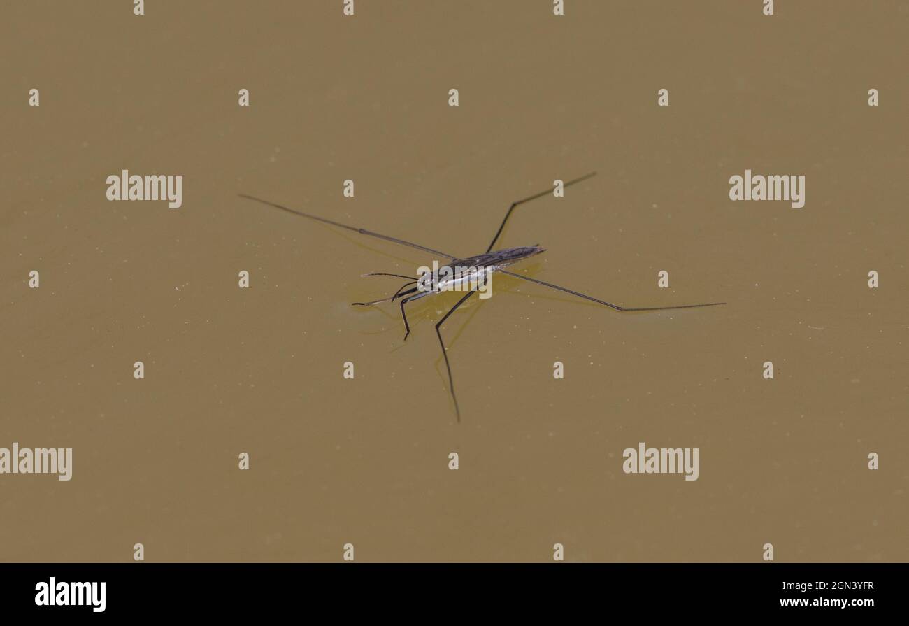 Aquatic insect gerridae family hi-res stock photography and images - Alamy