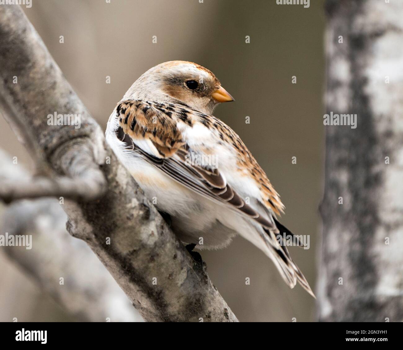 Snow Bunting bird close-up view, perched on a tree branch with a blur ...