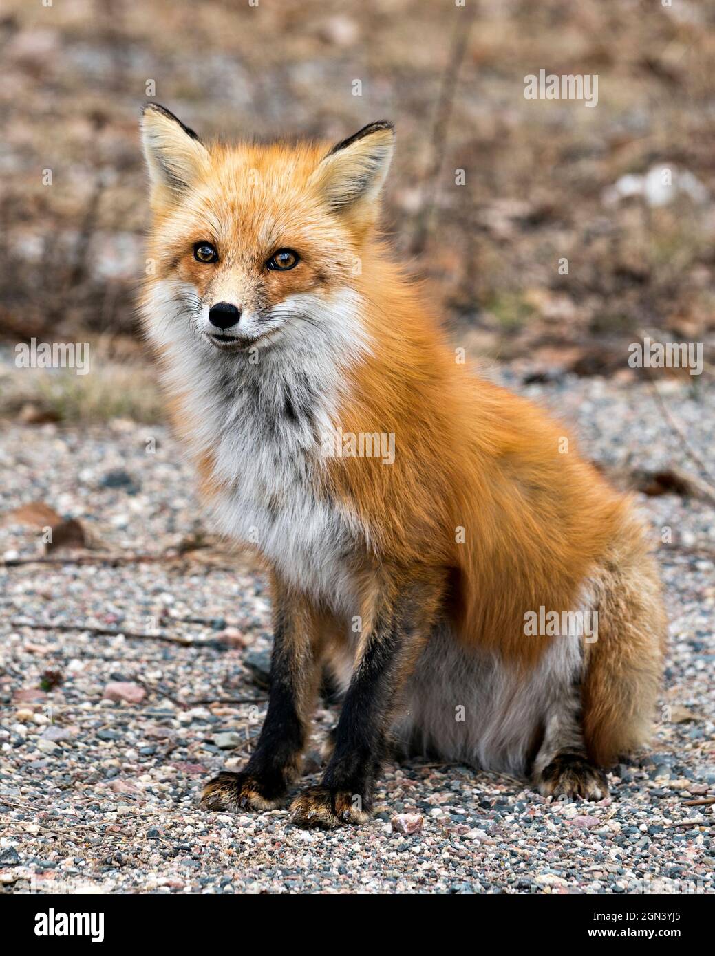 Red Fox close-up sitting and looking at camera in the spring season ...