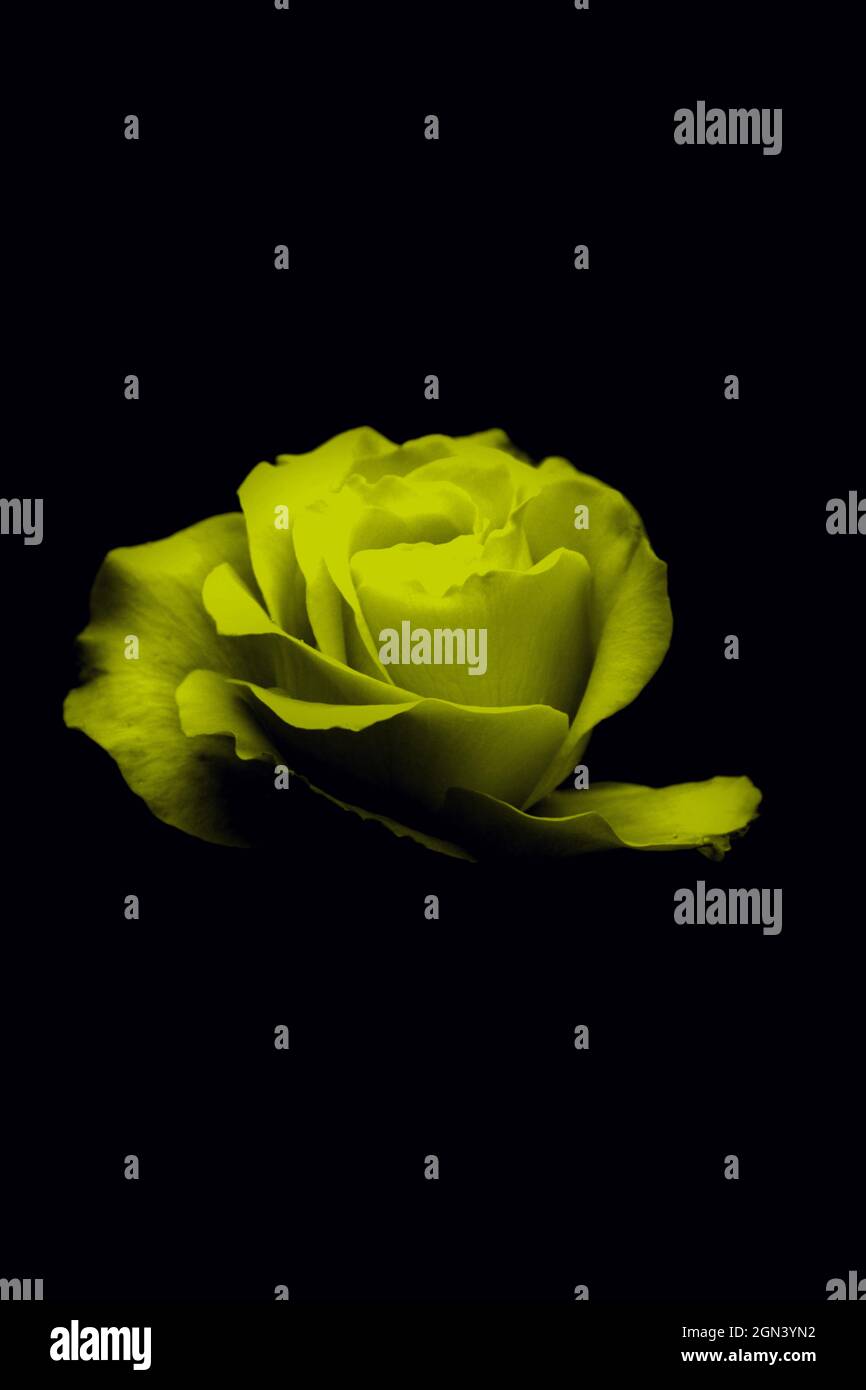 Vertical shot of a yellow rose upside down isolated on a black ...