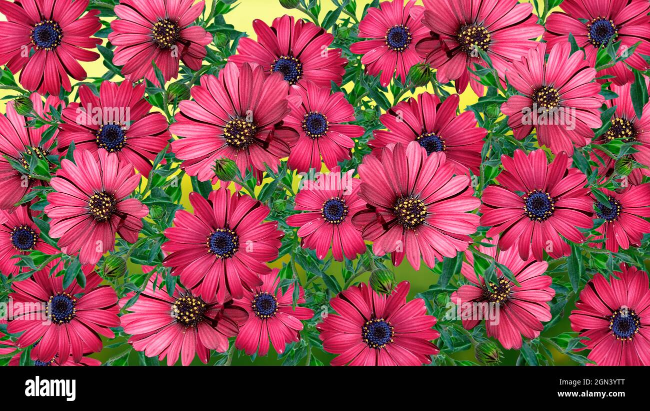 Nature floral flowers hi-res stock photography and images - Alamy
