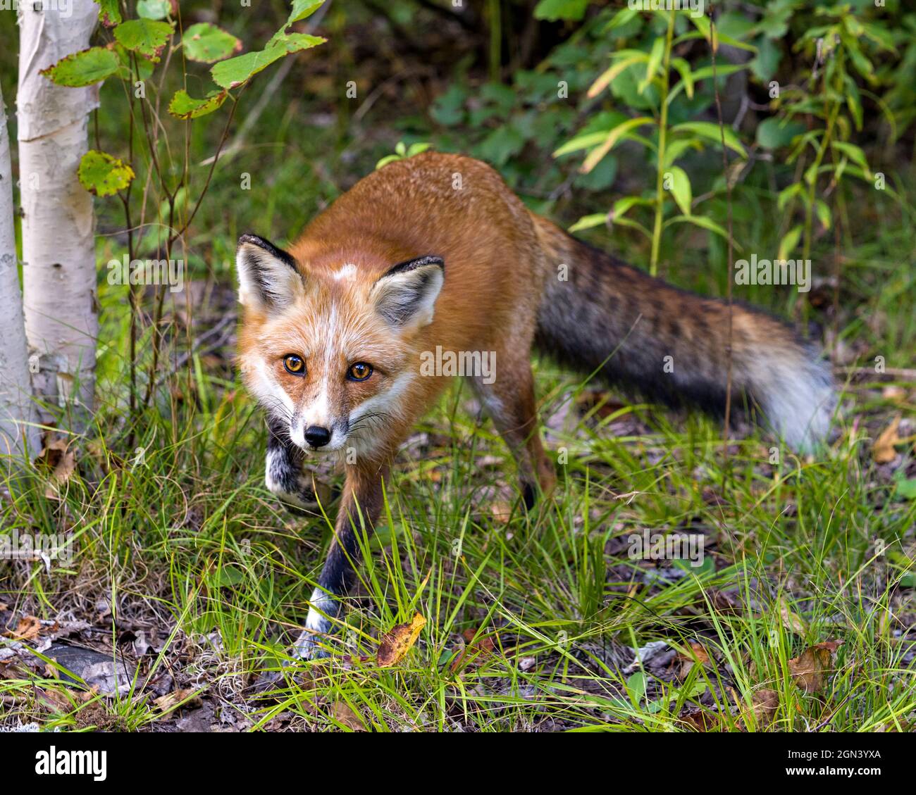Red fox behaviour photo hi-res stock photography and images - Alamy