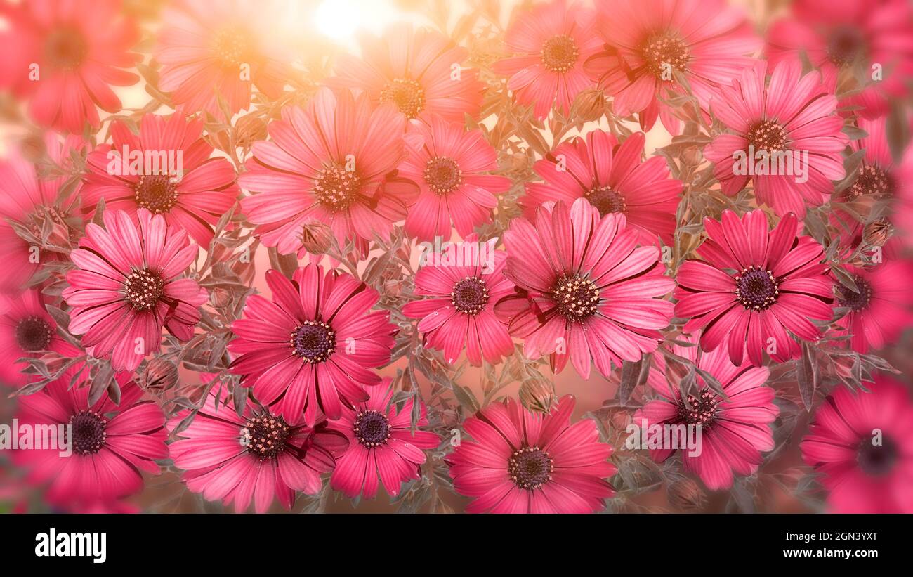 Flowers and nature spring bokeh background reflection in water Stock ...