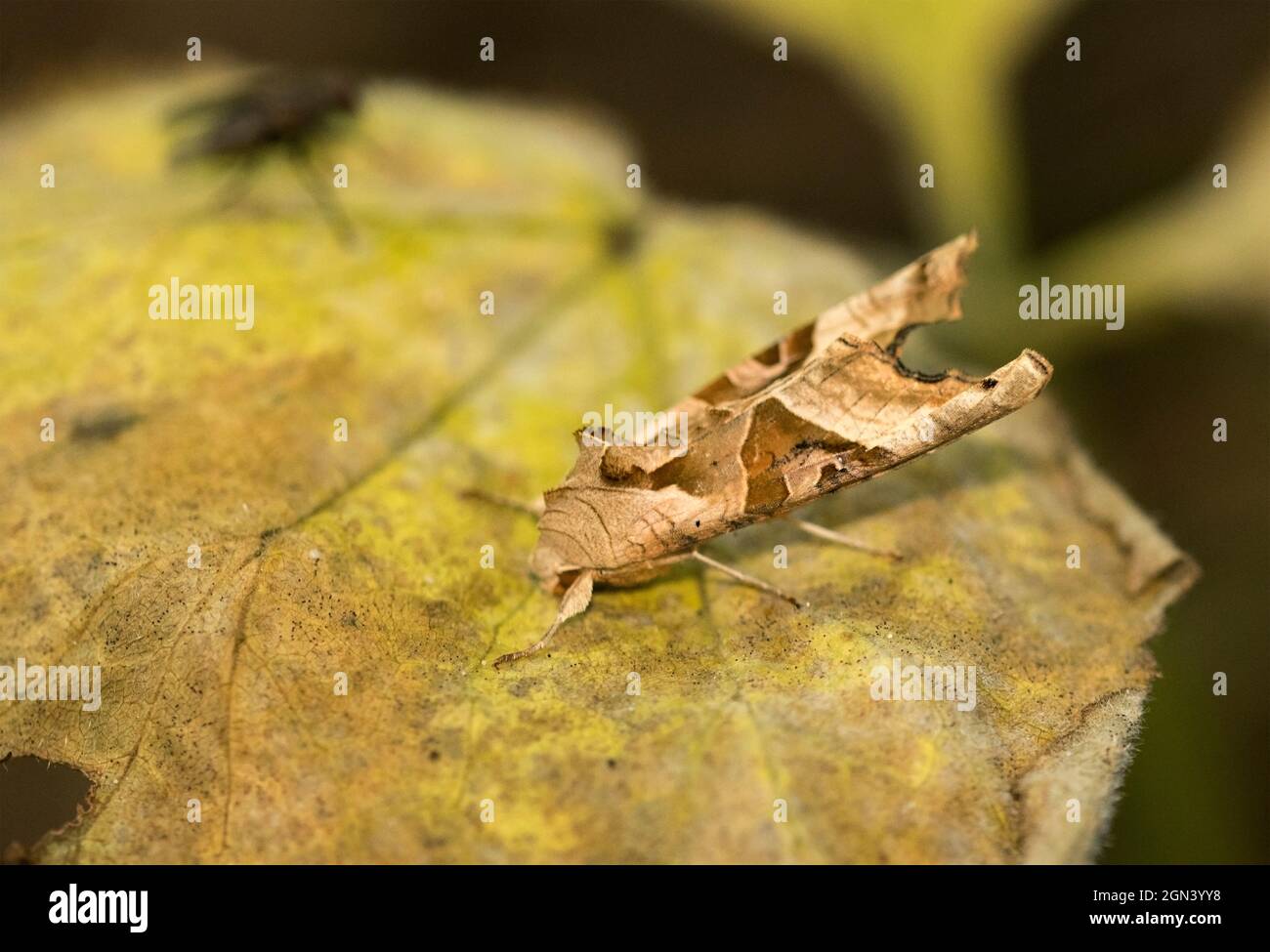 Wings overlap at rest hi-res stock photography and images - Alamy