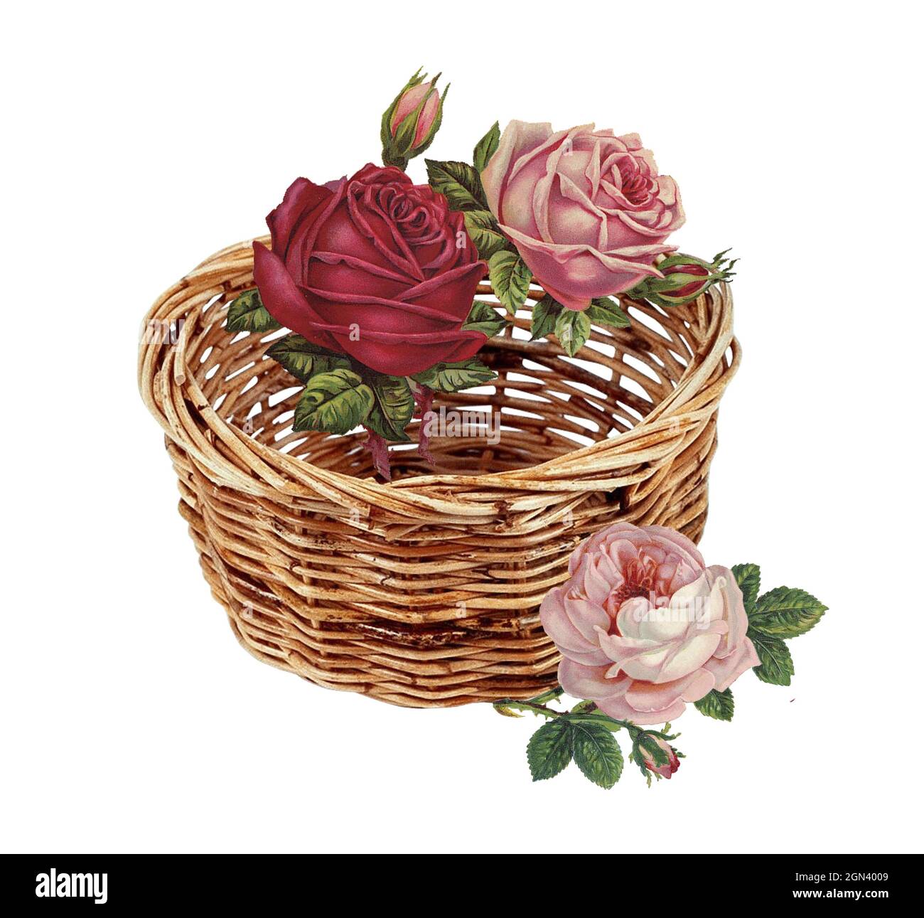 Roses in a basket isolated on white background, romance Stock Photo - Alamy