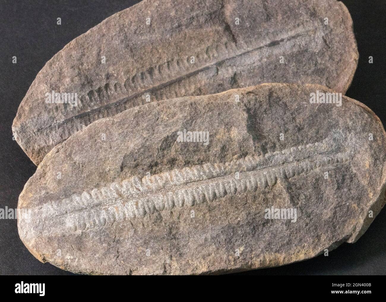 The perfect imprint and leaf of a 325 million year old Fern of the ...