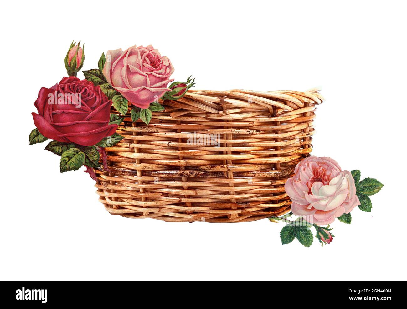 Roses in a basket isolated on white background, romance Stock Photo - Alamy