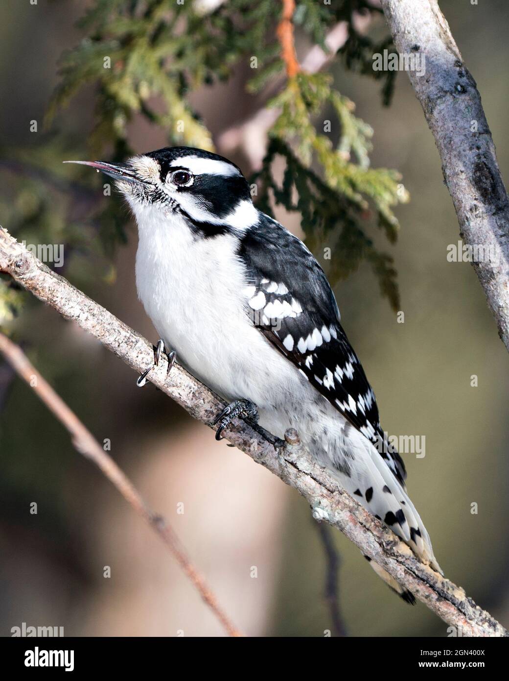 Woodpecker close-up profile view perched displaying feather plumage ...