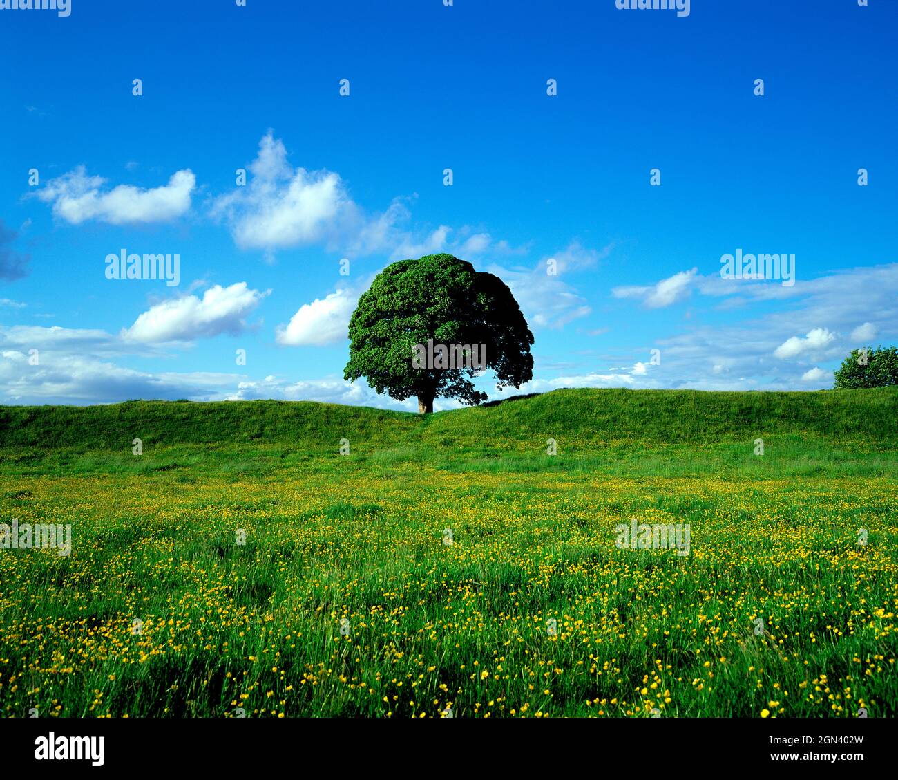A Beech tree stands alone in a field of buttercups at the Giant's Ring ...