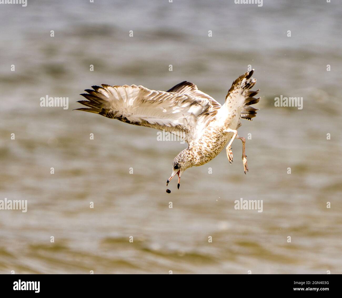 Seagull flying and diving to catch food with spread wings with blur ...
