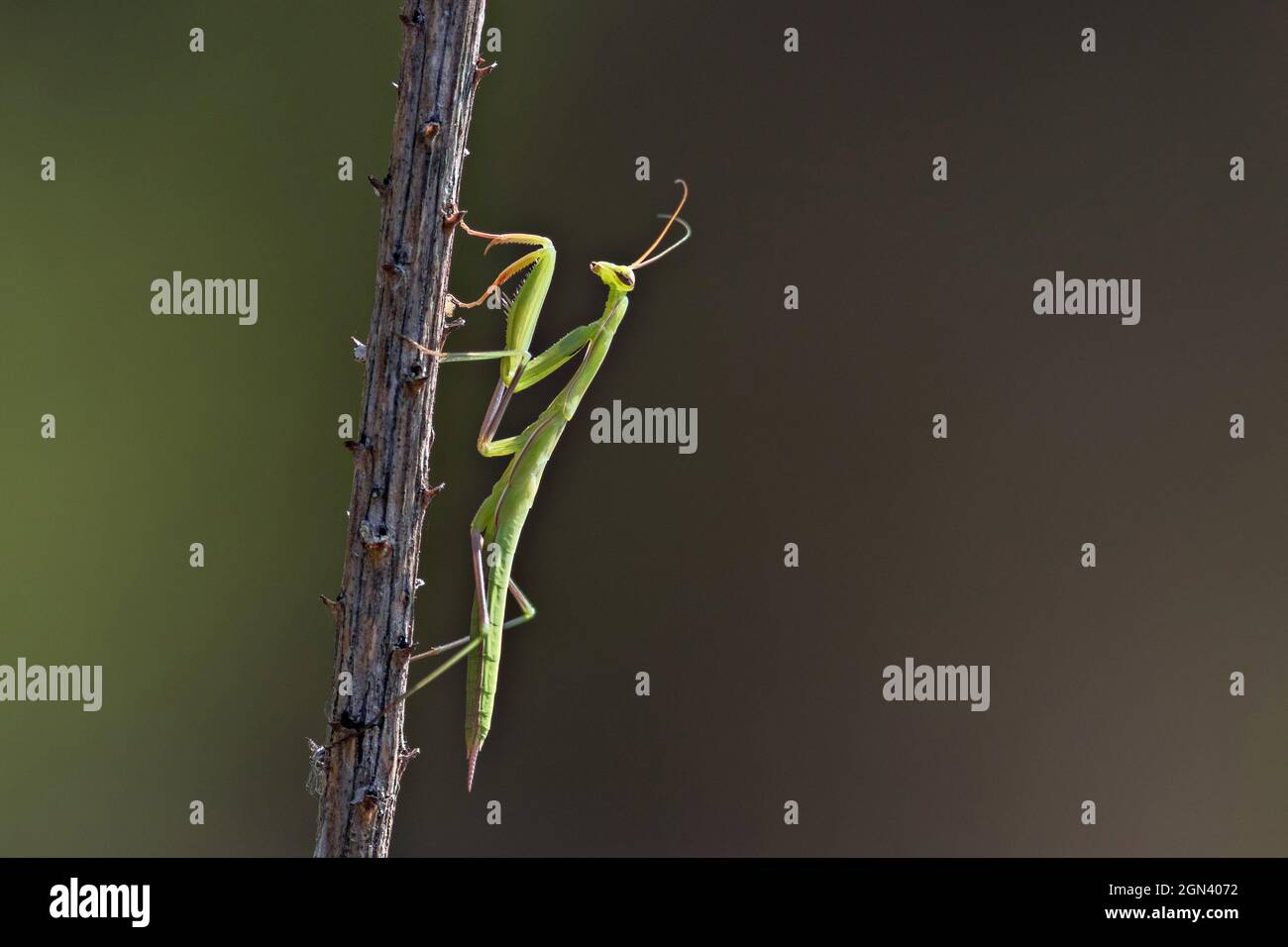 Mantis profile hi-res stock photography and images - Alamy