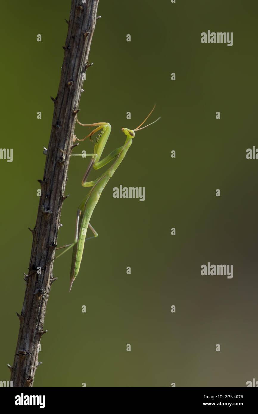 Mantis photography hi-res stock photography and images - Alamy