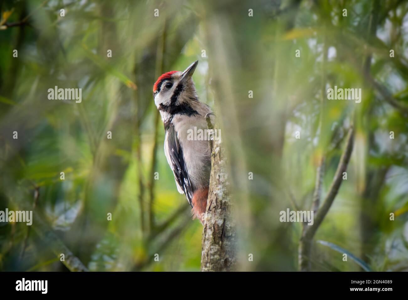 great spotted woodpecker [Dendrocopos major] Stock Photo - Alamy