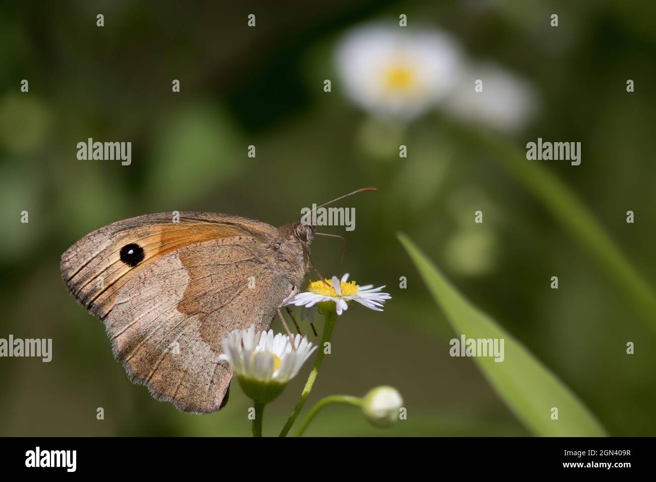 Beautiful maniola jurtina butterfly hi-res stock photography and images ...