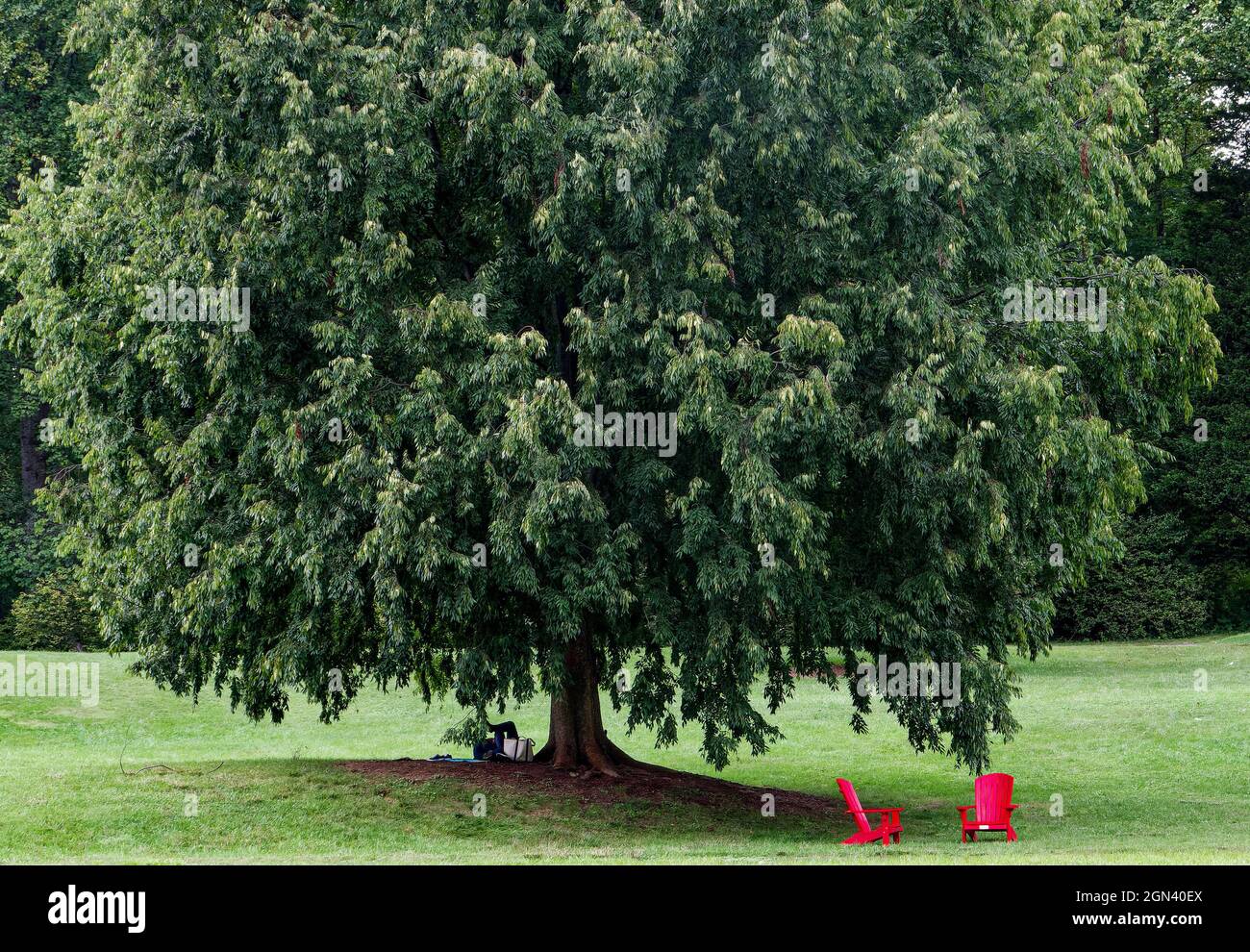 Red deck chairs under the shade of a mature tree Stock Photo - Alamy