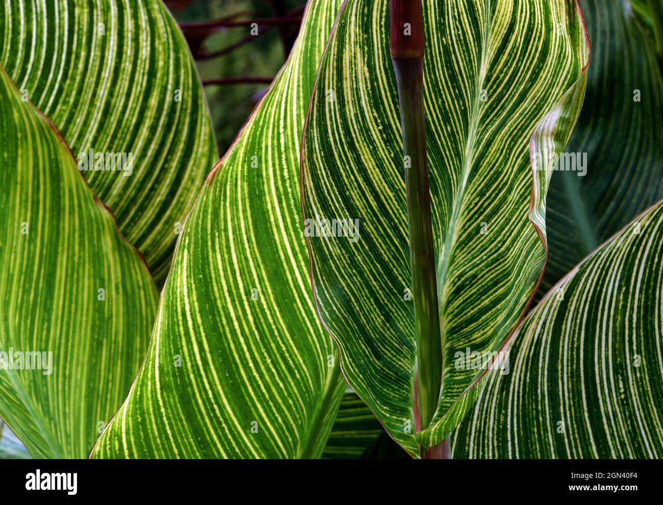 Green striped plants hi-res stock photography and images - Alamy
