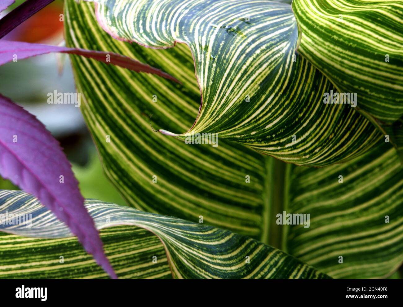 Green striped tropical plants in late September Stock Photo - Alamy