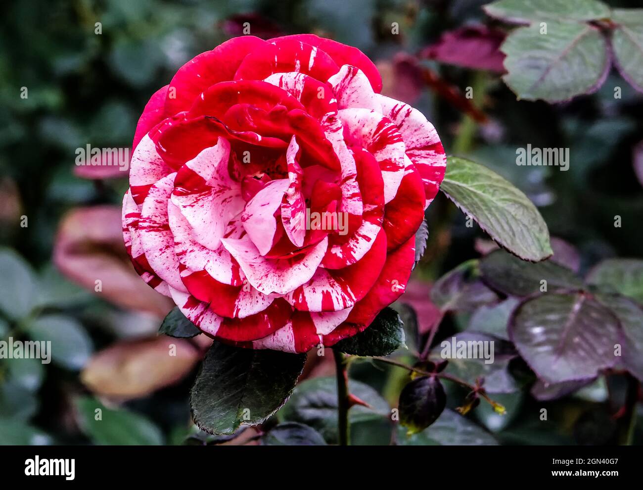 Large candy striped rose in the September garden Stock Photo - Alamy