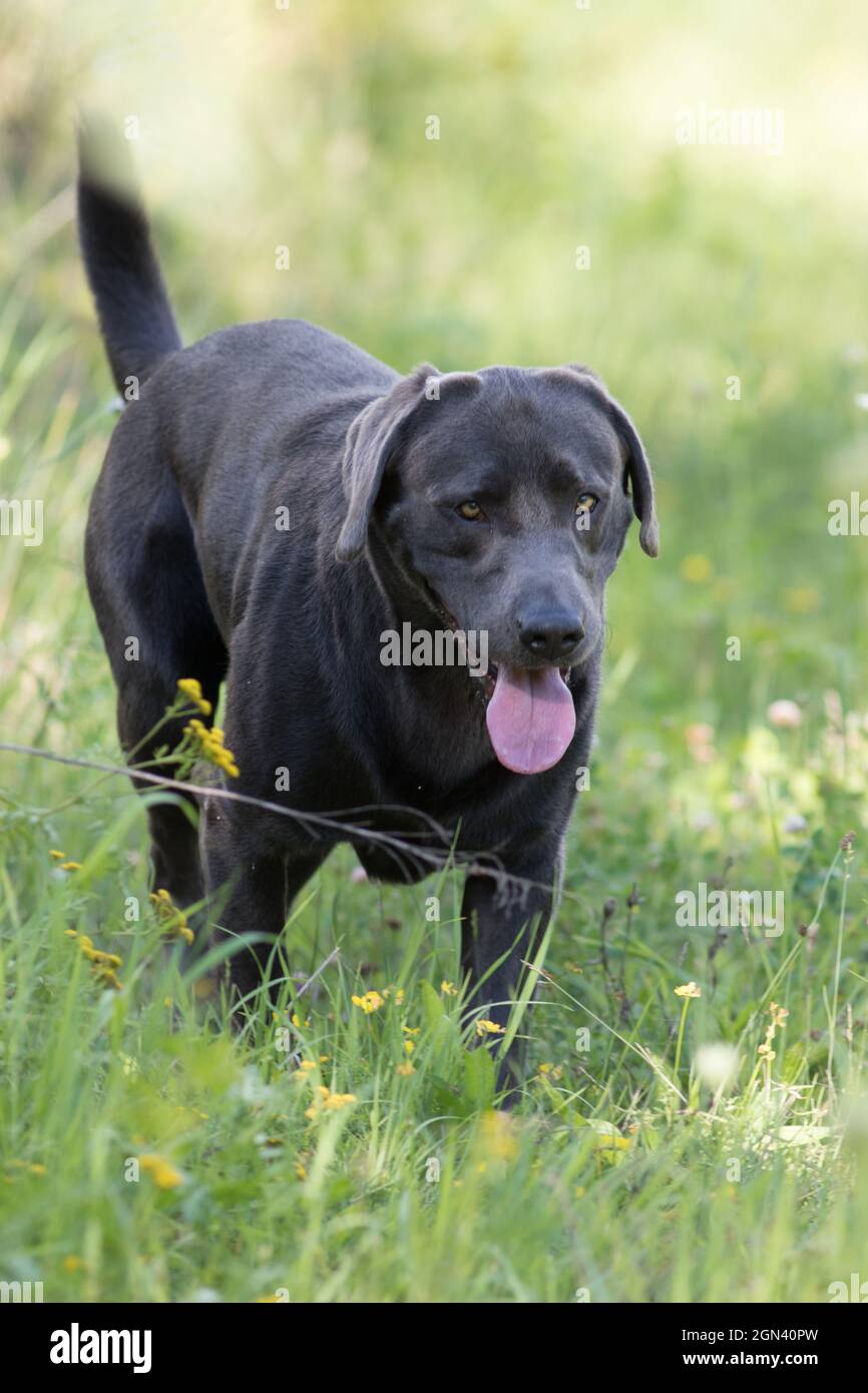 Close up of a black labradors Stock Photo - Alamy