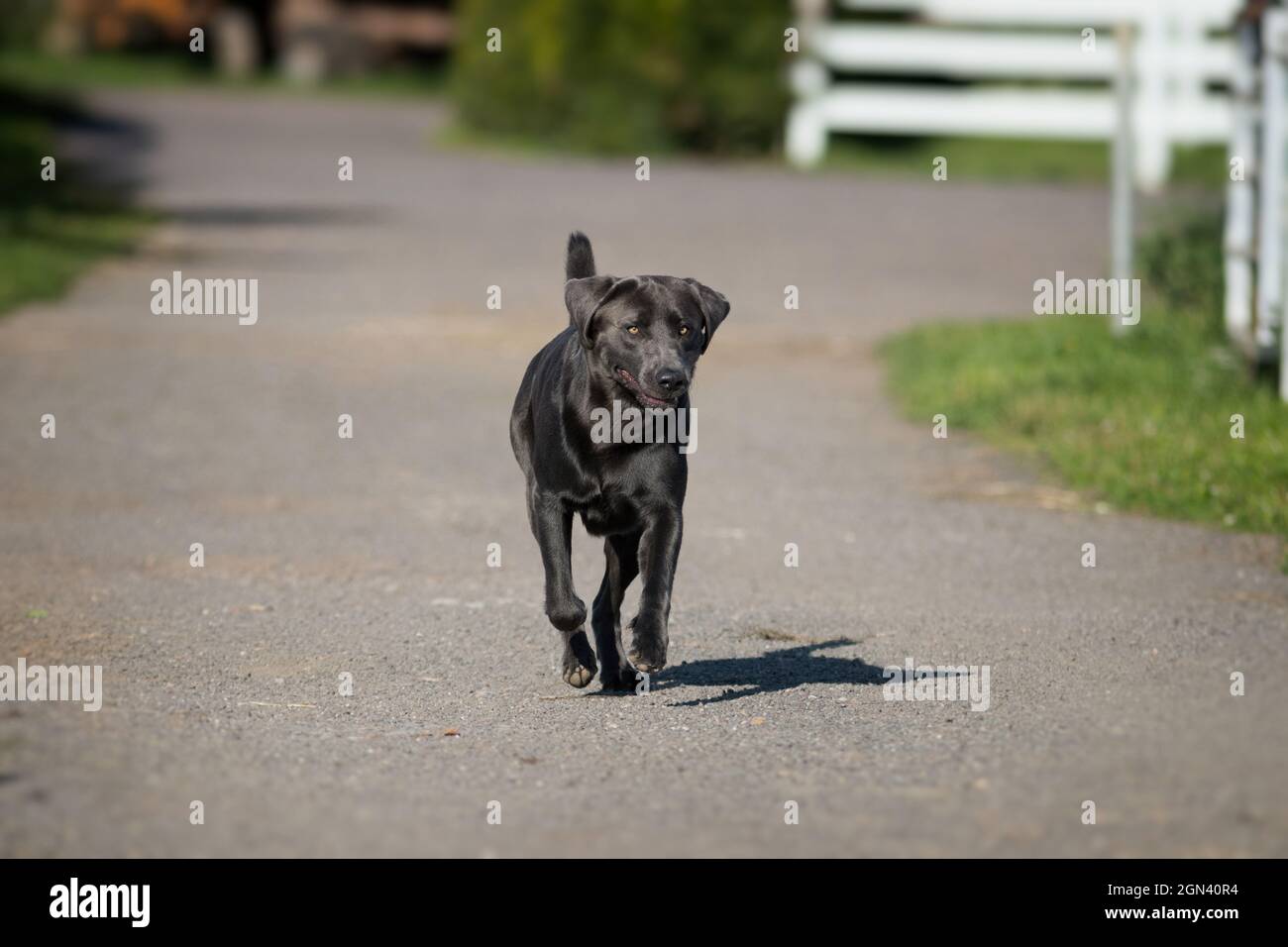 Retriever black labrador hi-res stock photography and images - Alamy