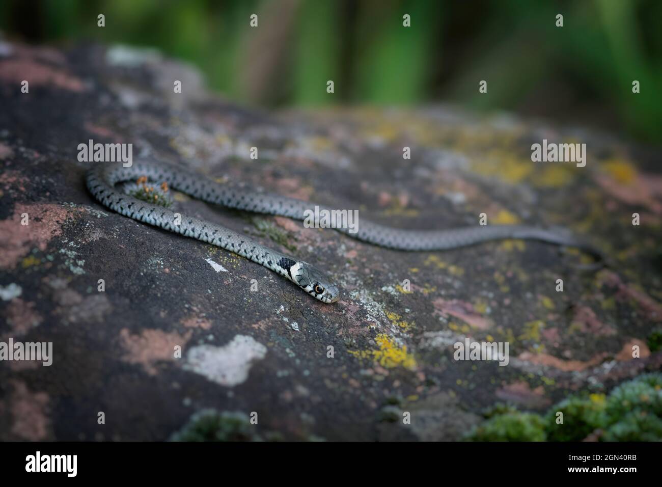 Close-up of a (European) grass snake [Natrix natrix] Stock Photo - Alamy