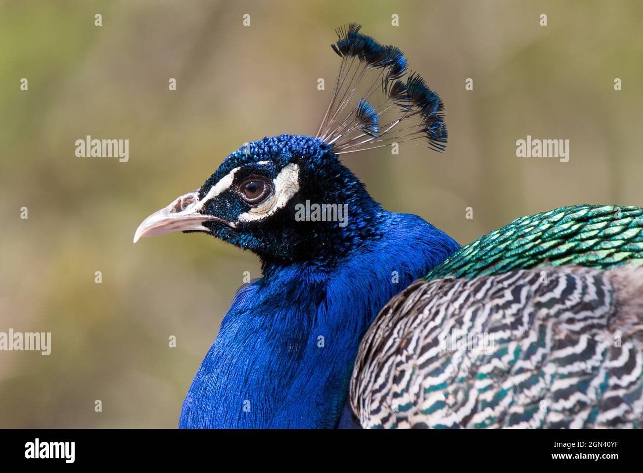 Vainglorious hi-res stock photography and images - Alamy