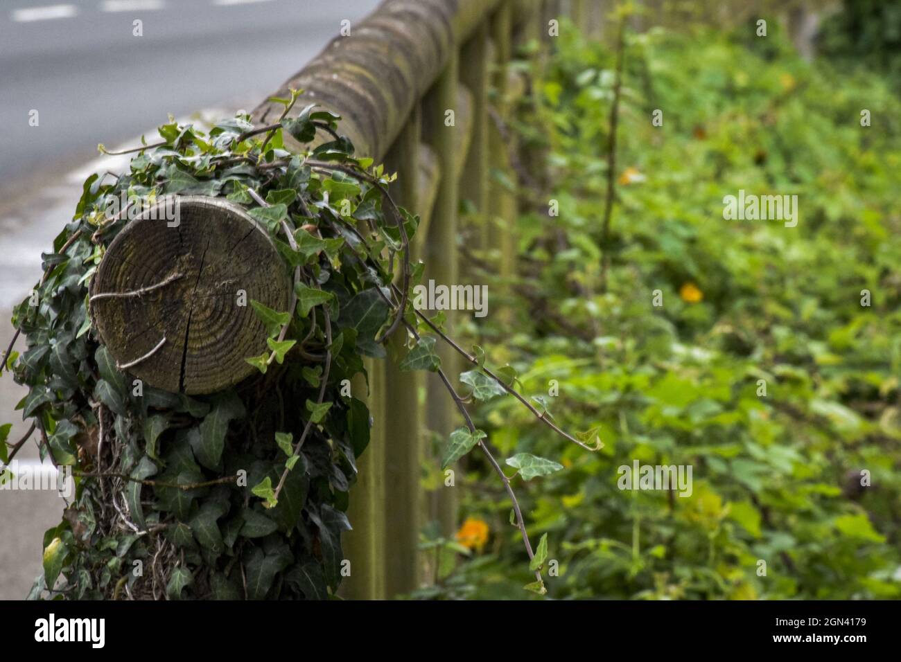 Wooden railing of the sidewalk of the road covered with plants Stock ...