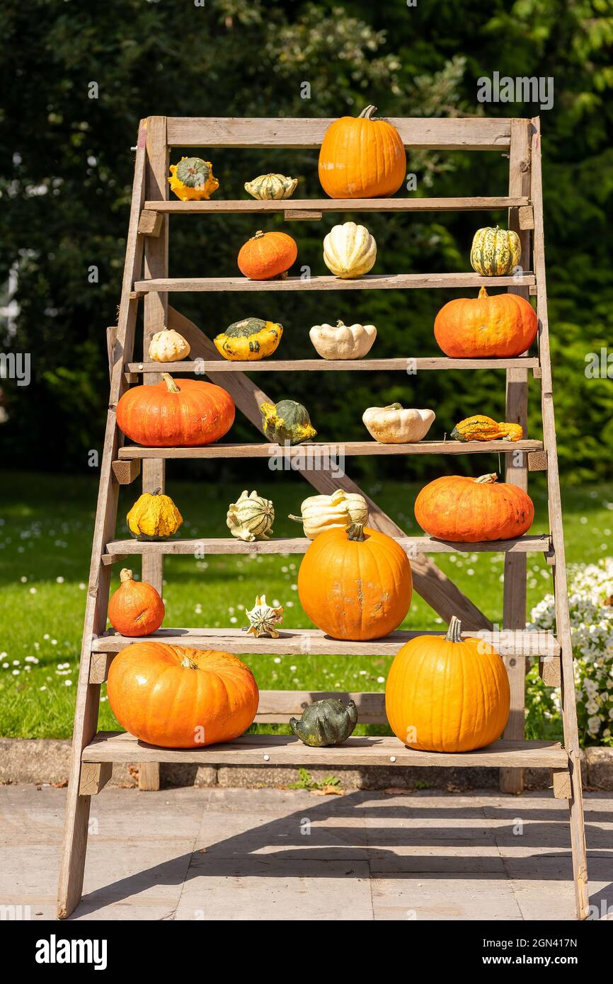 Pumpkins outside in a public park short before Halloween at a sunny day ...
