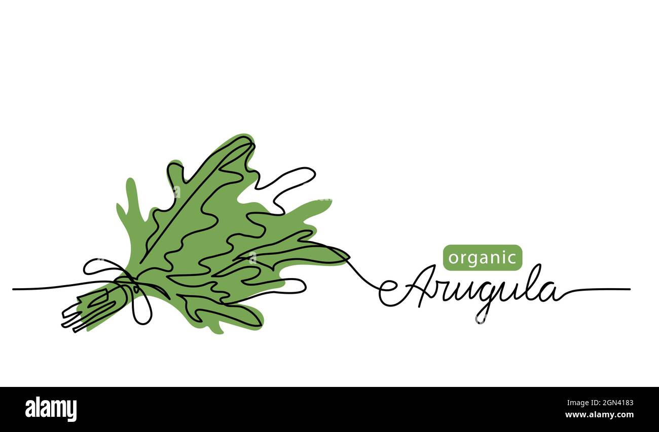Arugula, rucola bunch simple vector drawing. One continuous line art ...