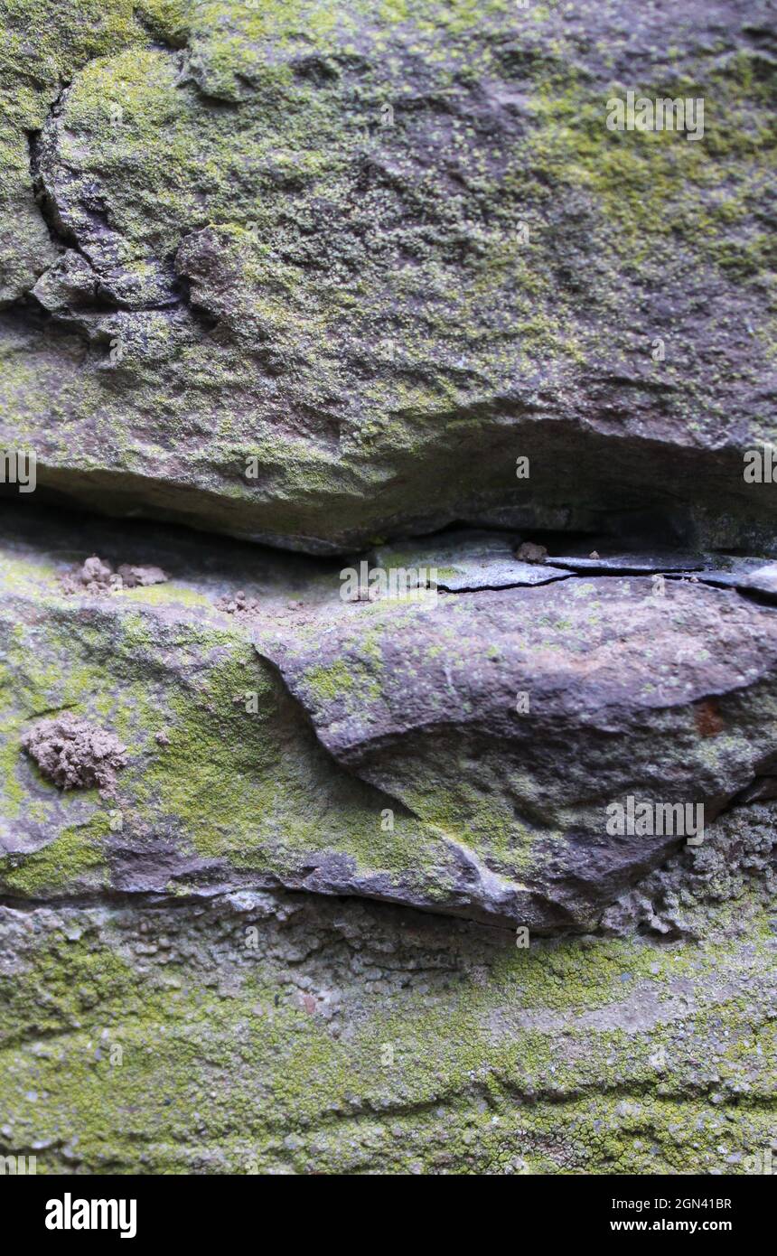Detail of Green Algae on a Rock Stock Photo - Alamy