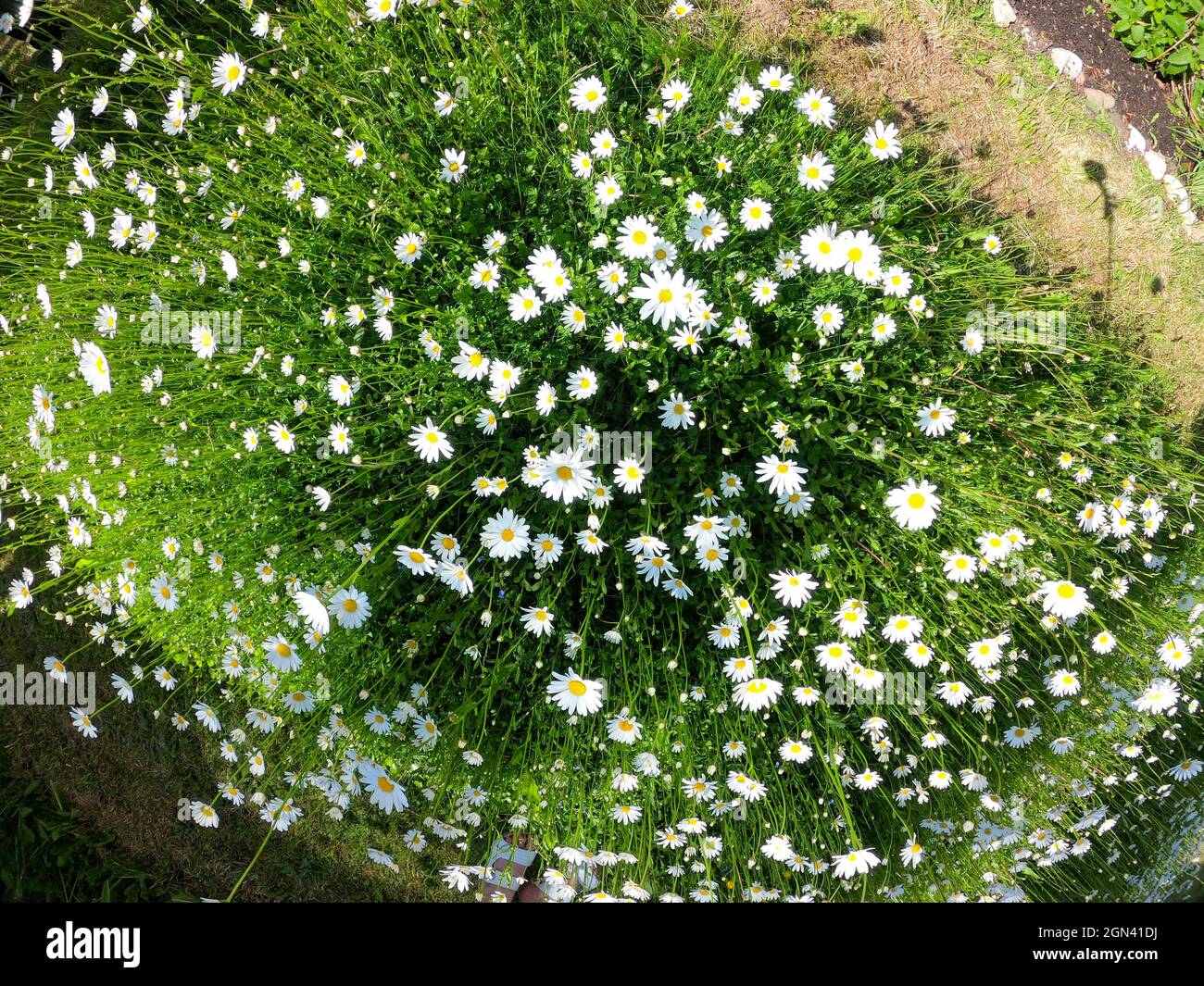 Top view of a bush with blooming daisies Stock Photo - Alamy