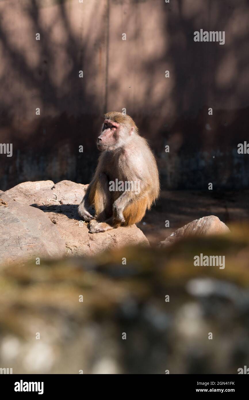 Macaca genus hi-res stock photography and images - Alamy