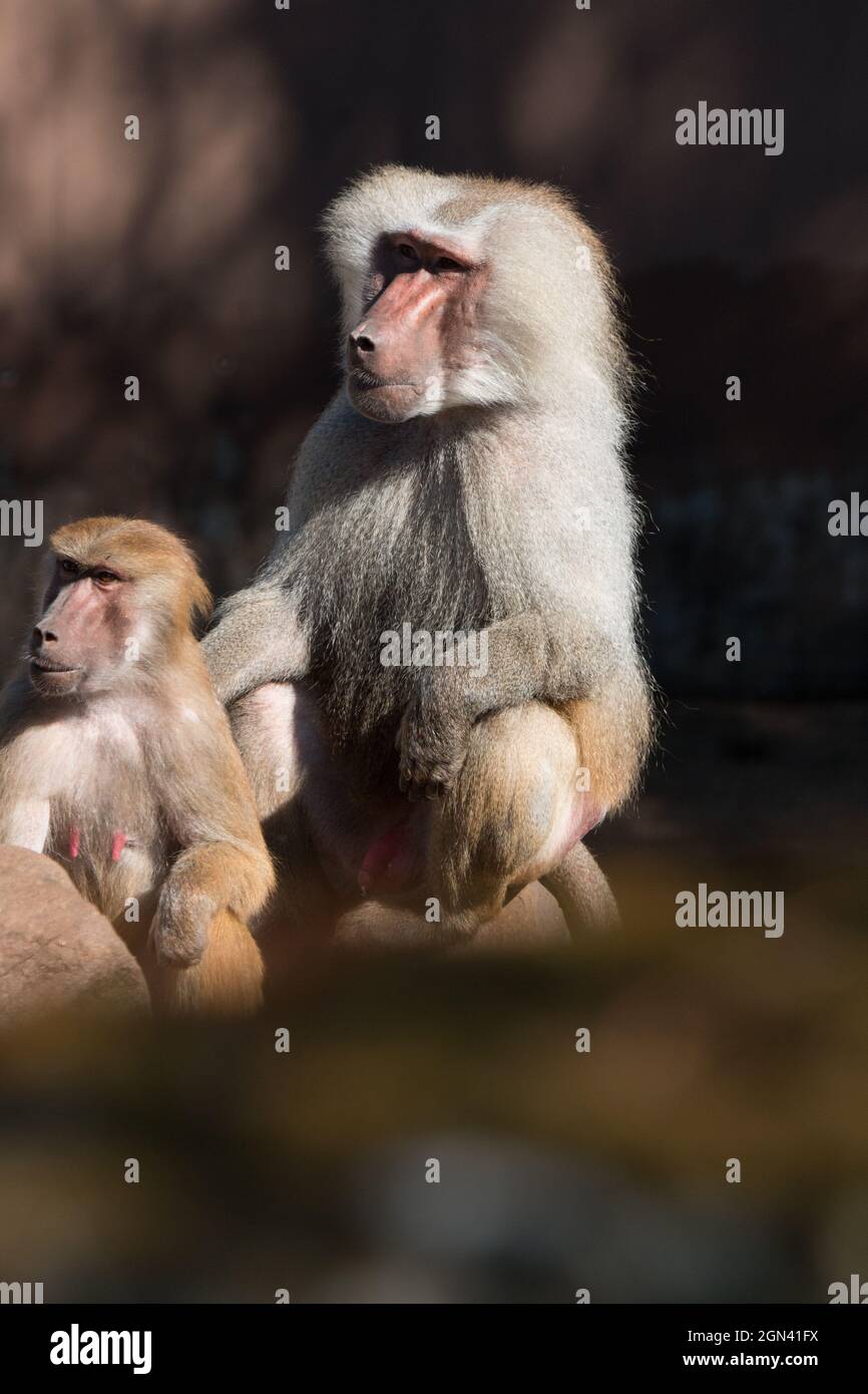 Macaca genus hi-res stock photography and images - Alamy