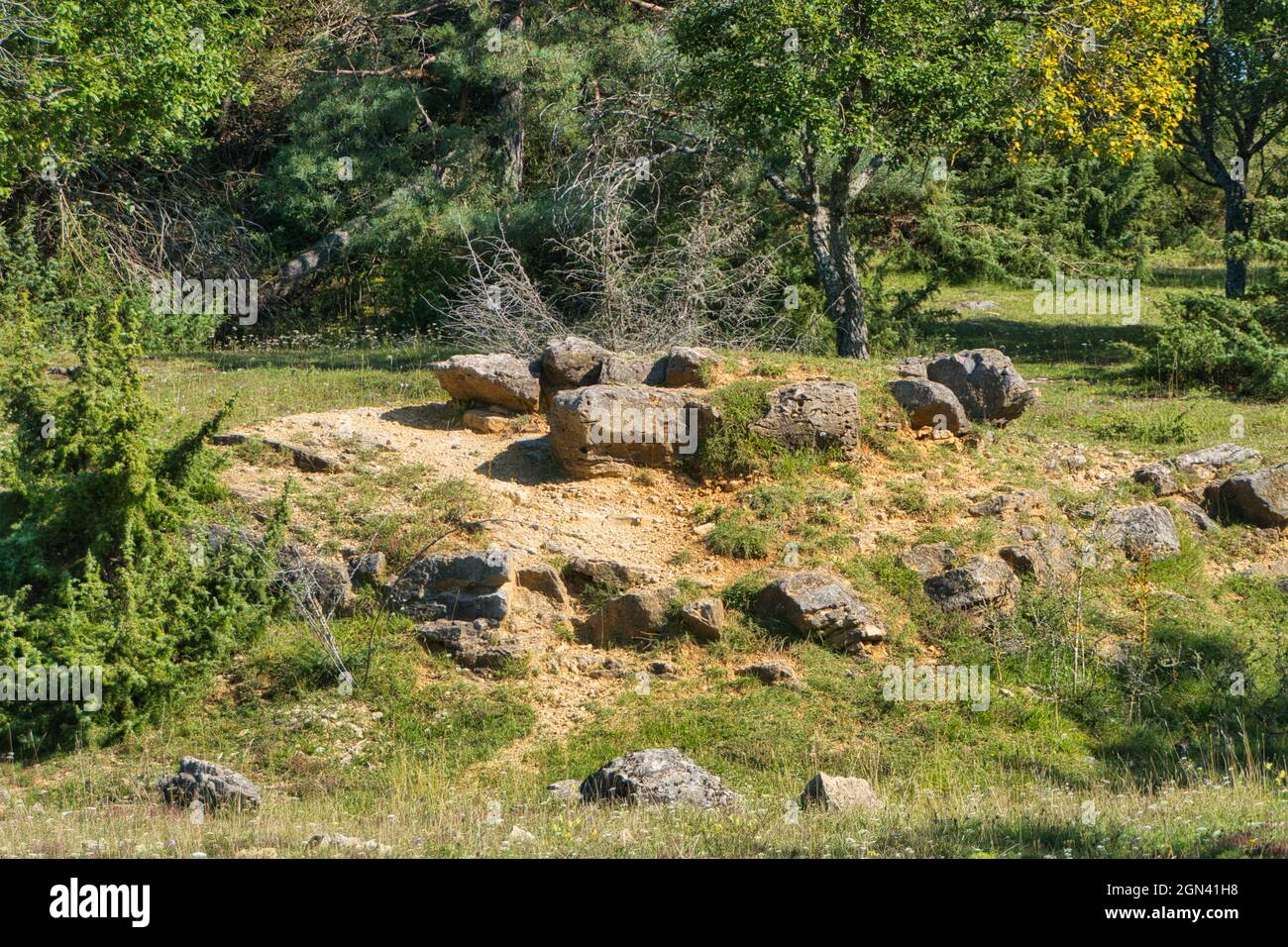 Rocks in the green wild woods Stock Photo - Alamy